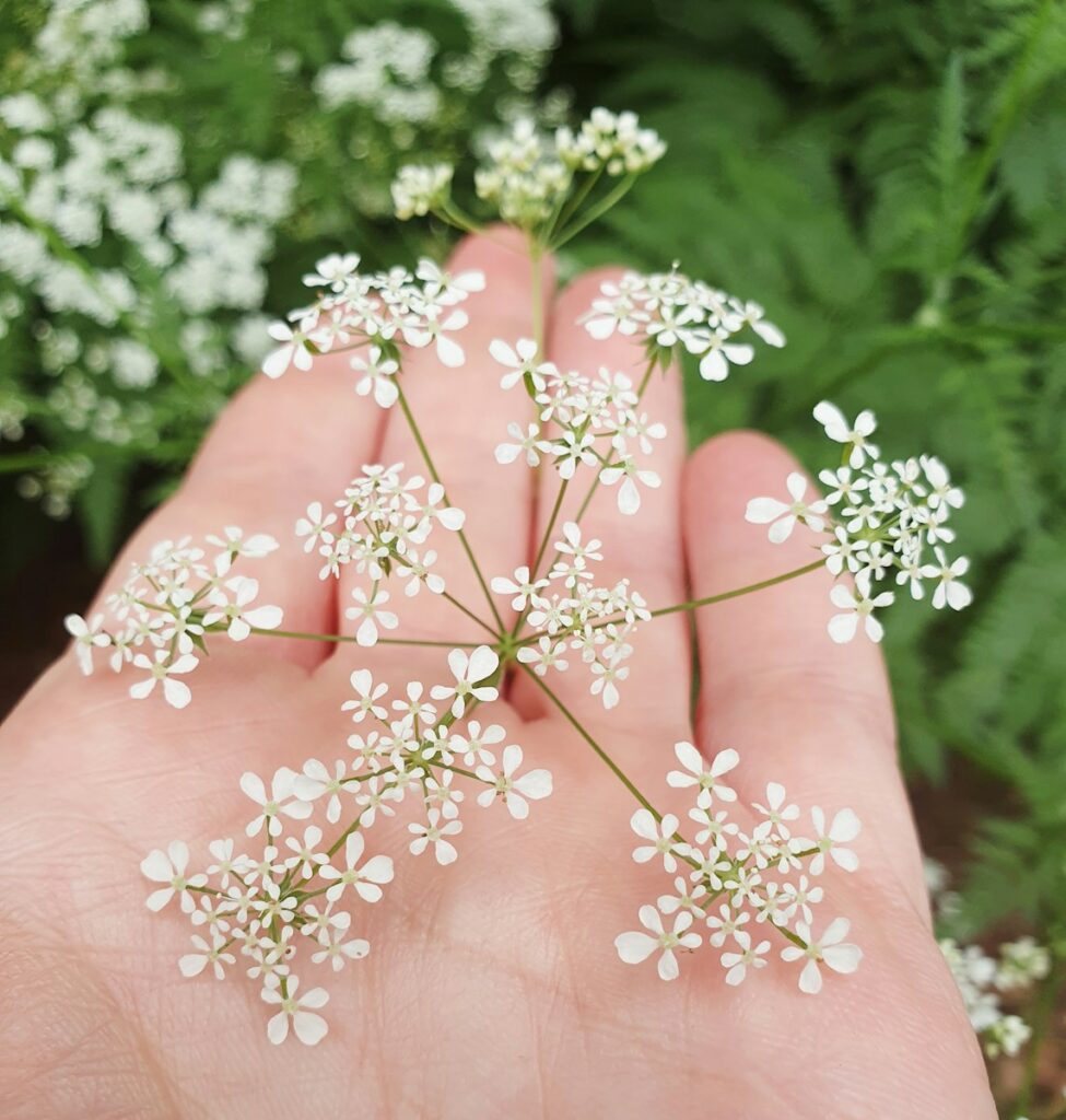 Kervel – Het Verfijnde Voorjaarskruid met een Klassieke Smaak - namanama