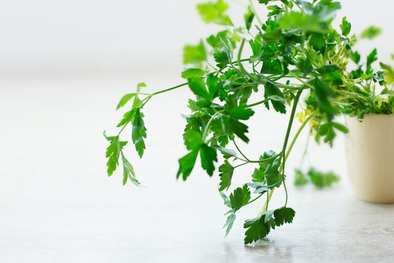 Peterselie – Het Groene Goud in de Keuken en Gezondheid - namanama